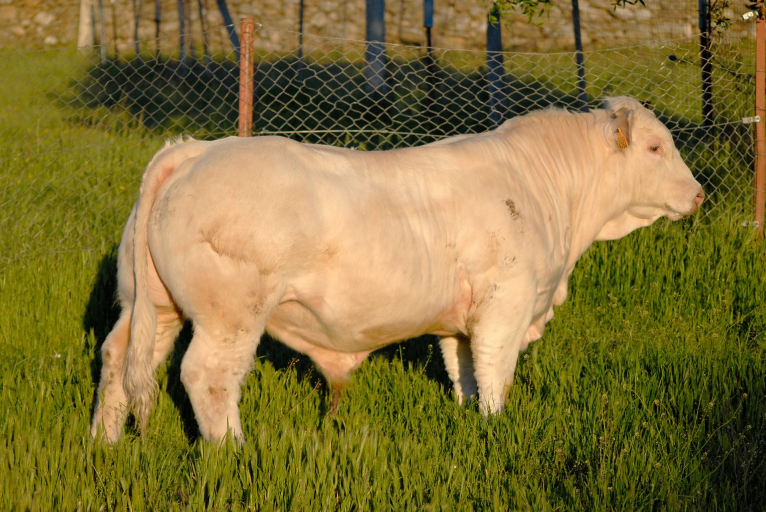 Raza Charolesa - Ganadería Charolesa Los Jaimes Madrid
